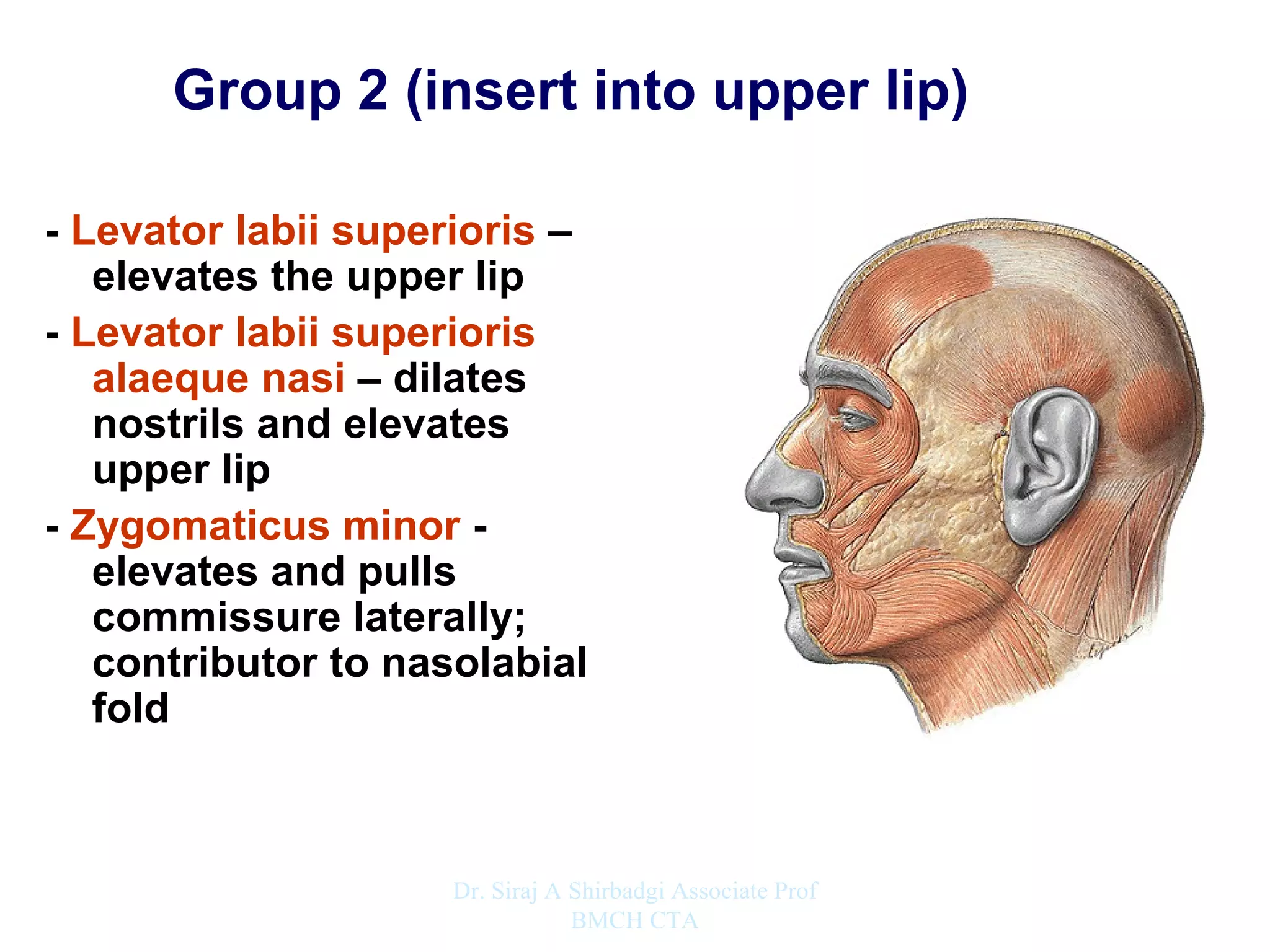 Face and lacrimal apparatus anatomy | PPT