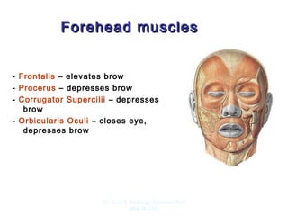 Face and lacrimal apparatus anatomy | PPT