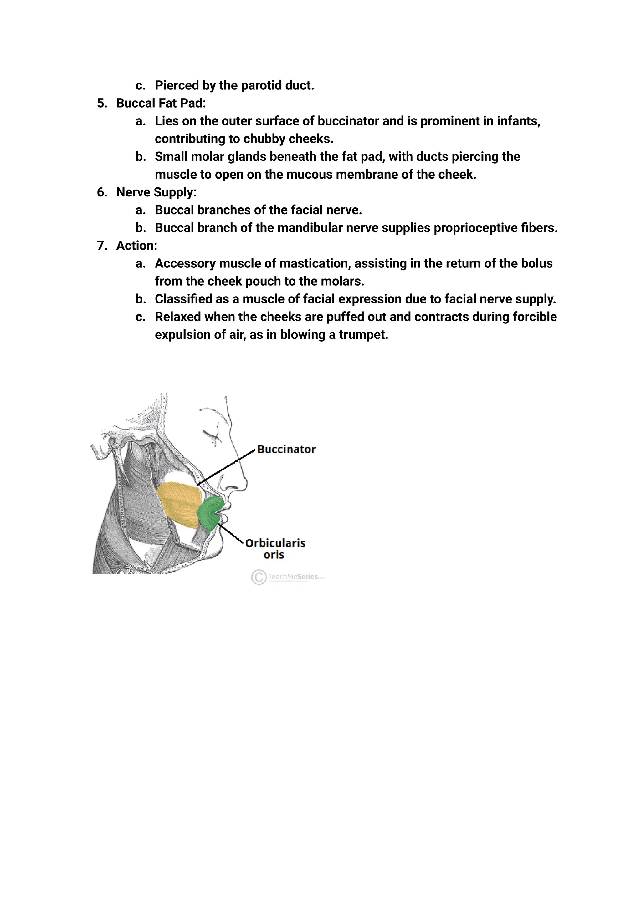 Face. head and neck anatomy pdf | PDF