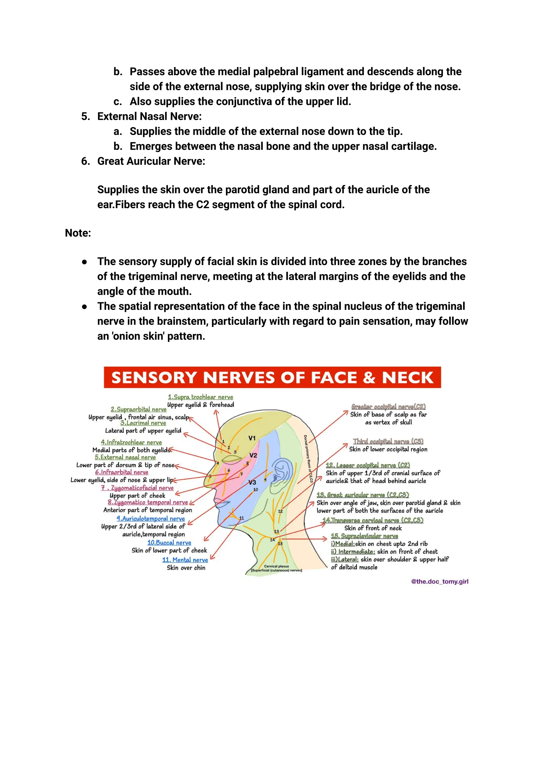 Face. head and neck anatomy pdf | PDF
