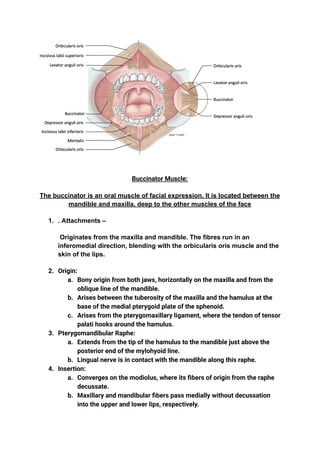 Face. head and neck anatomy pdf | PDF