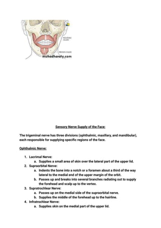 Face. head and neck anatomy pdf | PDF