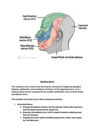 Face. head and neck anatomy pdf | PDF