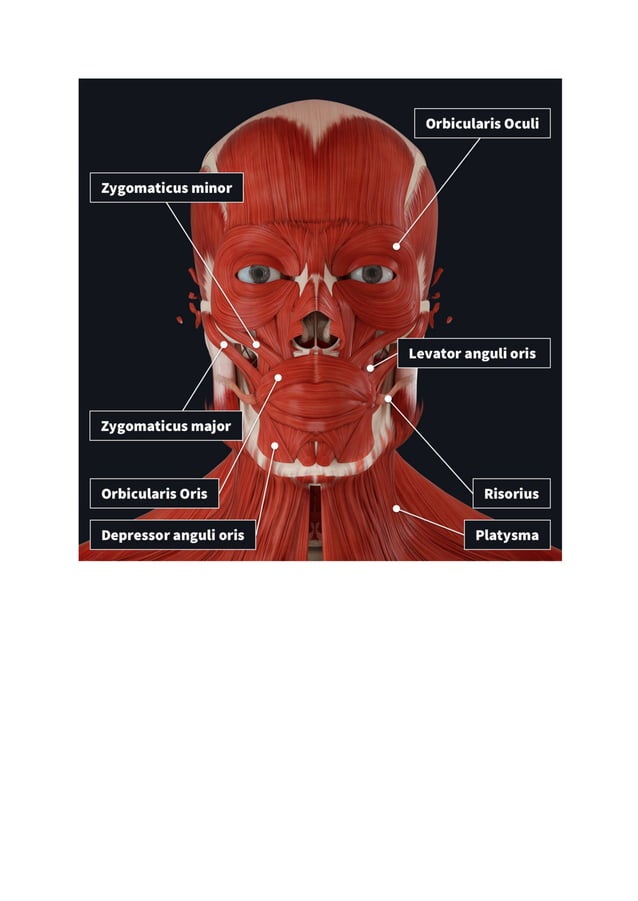 Face. head and neck anatomy pdf | PDF