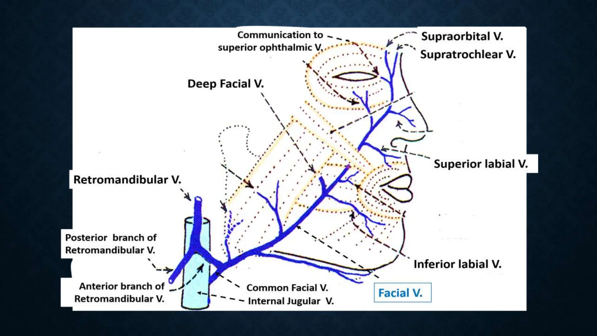 FACE- vascular supply 5.pptx 3rd semeter | PPTX