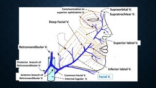 FACE- vascular supply 5.pptx 3rd semeter | PPTX | Ear, Nose and Throat ...