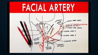 FACE- vascular supply 5.pptx 3rd semeter | PPTX | Ear, Nose and Throat ...