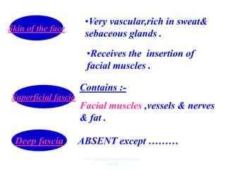 face- face anatomy muscles VBMSk (1).ppt | Ear, Nose and Throat ...