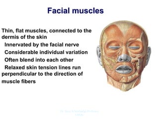 face- face anatomy muscles VBMSk (1).ppt | Ear, Nose and Throat ...