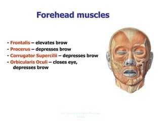 face- face anatomy muscles VBMSk (1).ppt | Ear, Nose and Throat ...