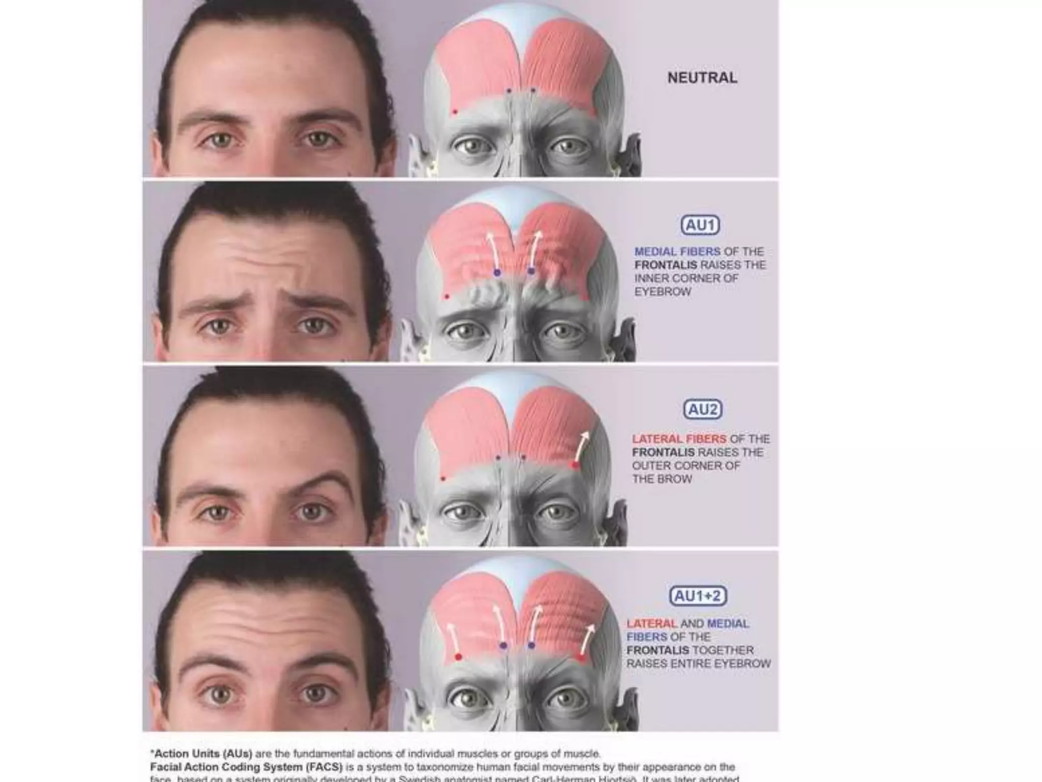Anatomy- Muscles of Facial expression | PPTX