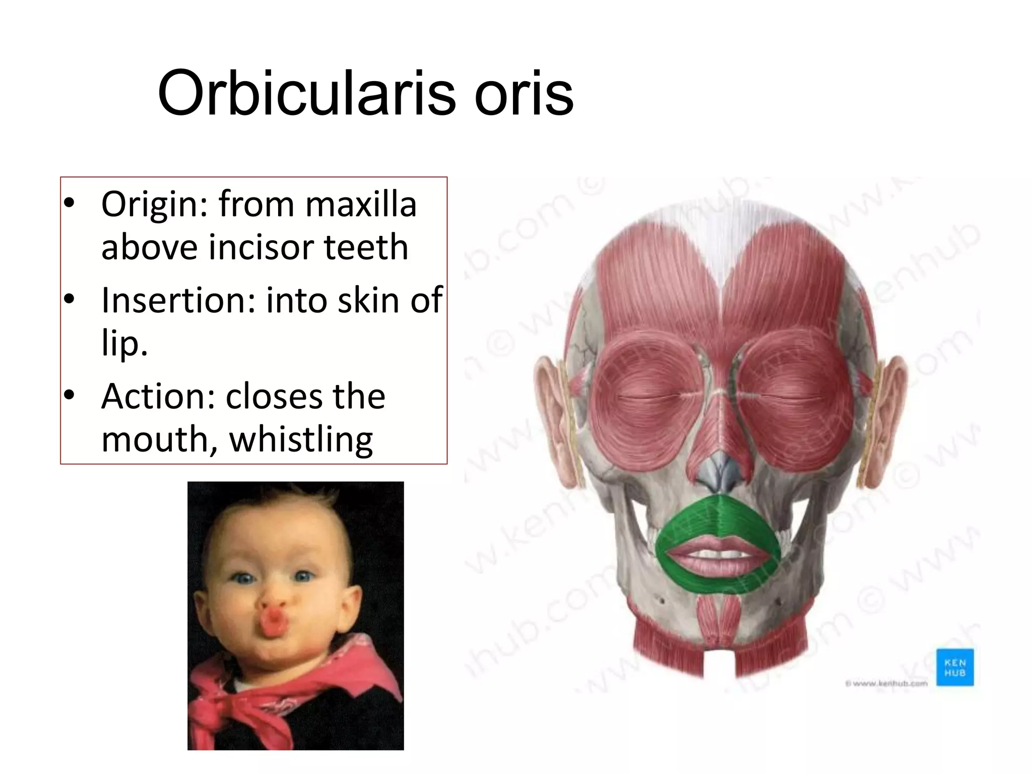 Anatomy- Muscles of Facial expression | PPTX