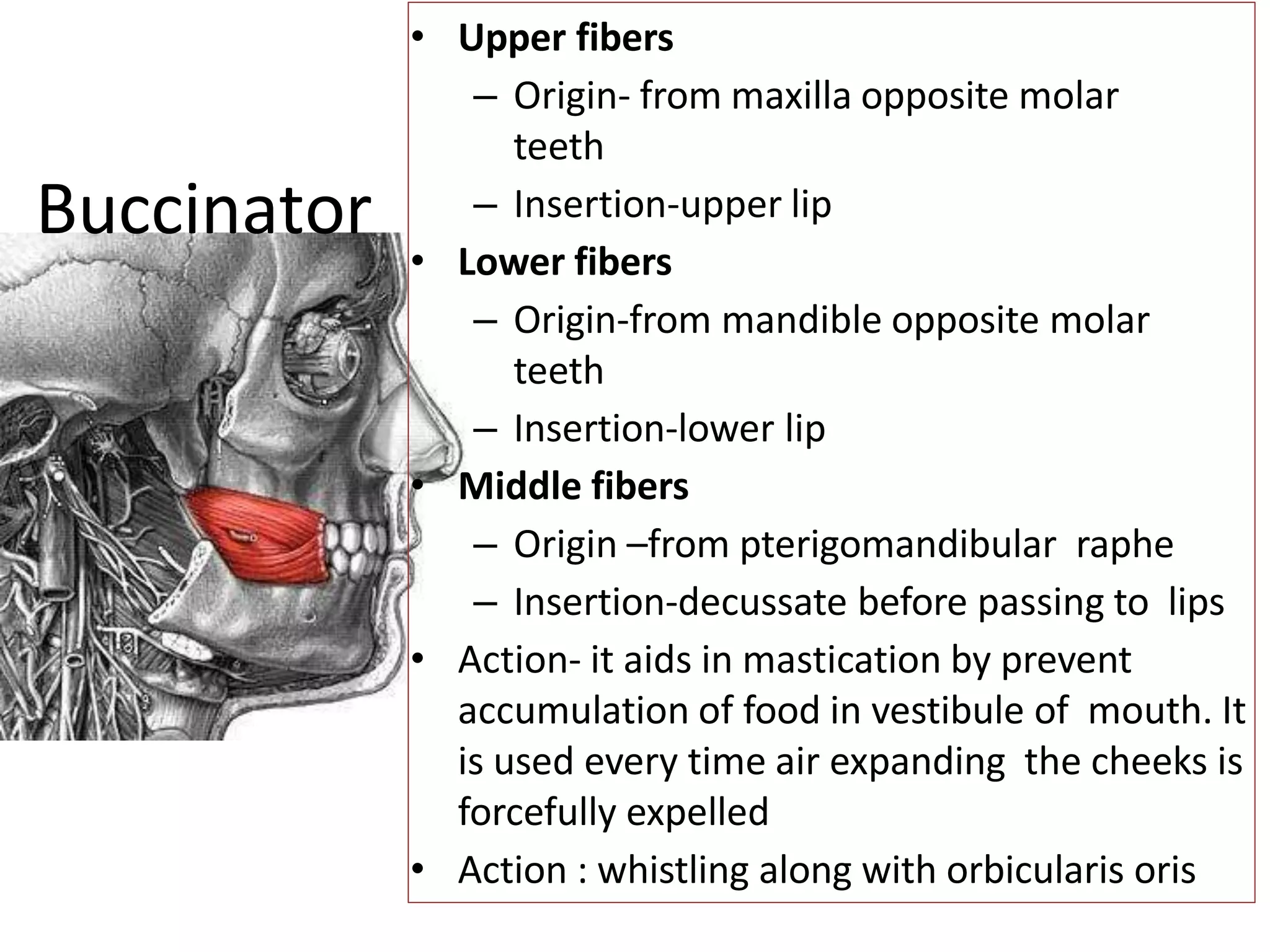 Anatomy- Muscles of Facial expression | PPTX