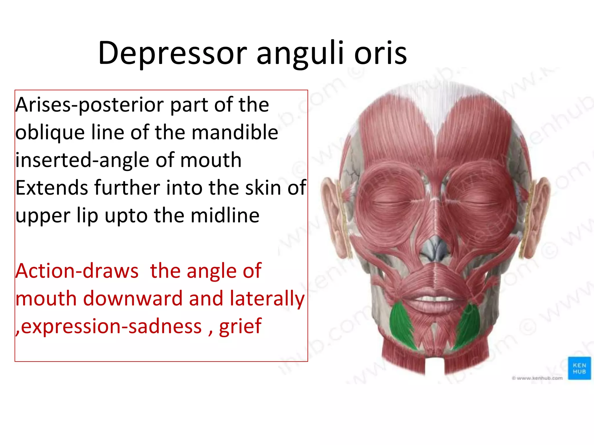 Anatomy- Muscles of Facial expression | PPTX
