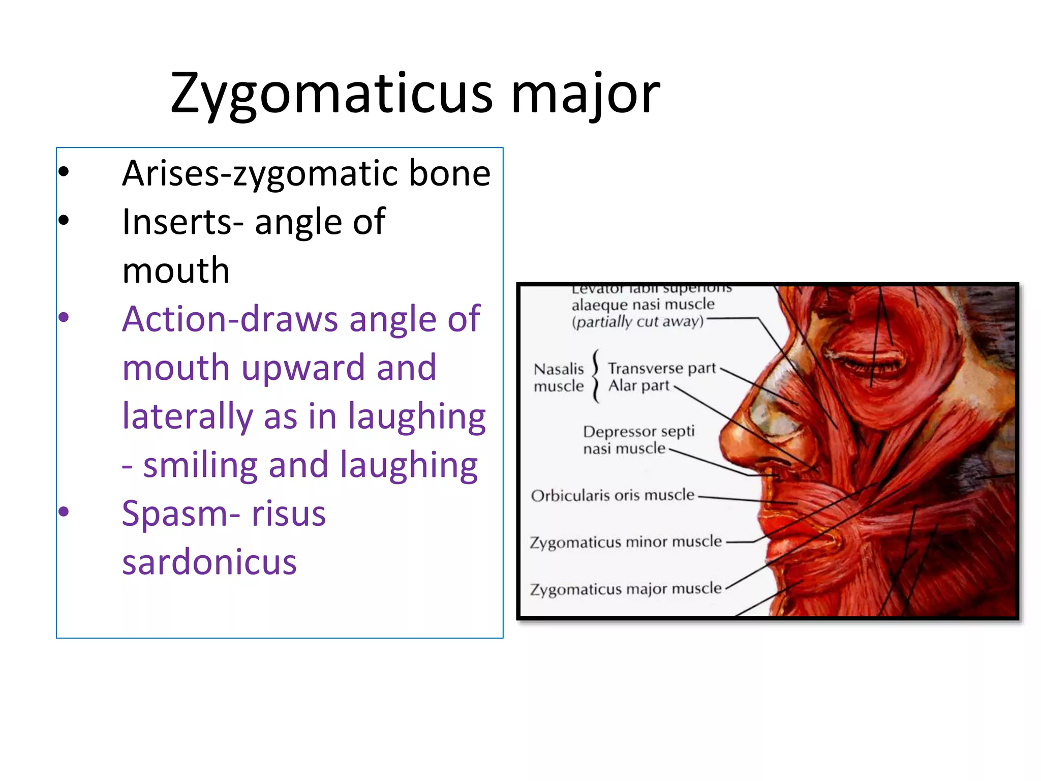 Anatomy- Muscles of Facial expression | PPTX