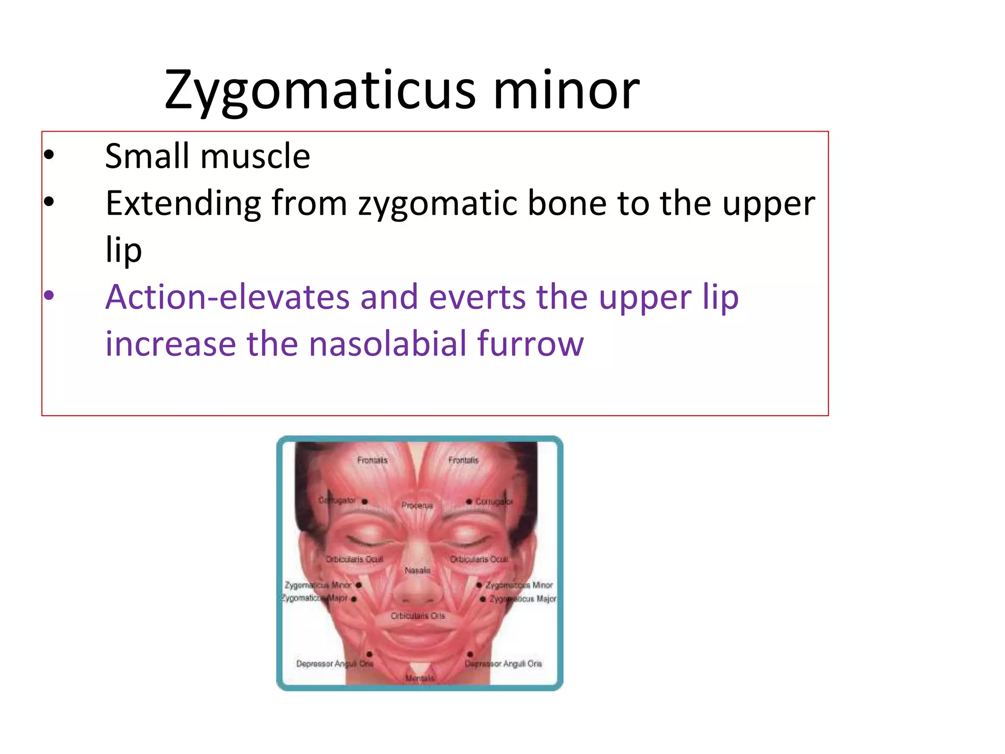 Anatomy- Muscles of Facial expression | PPTX