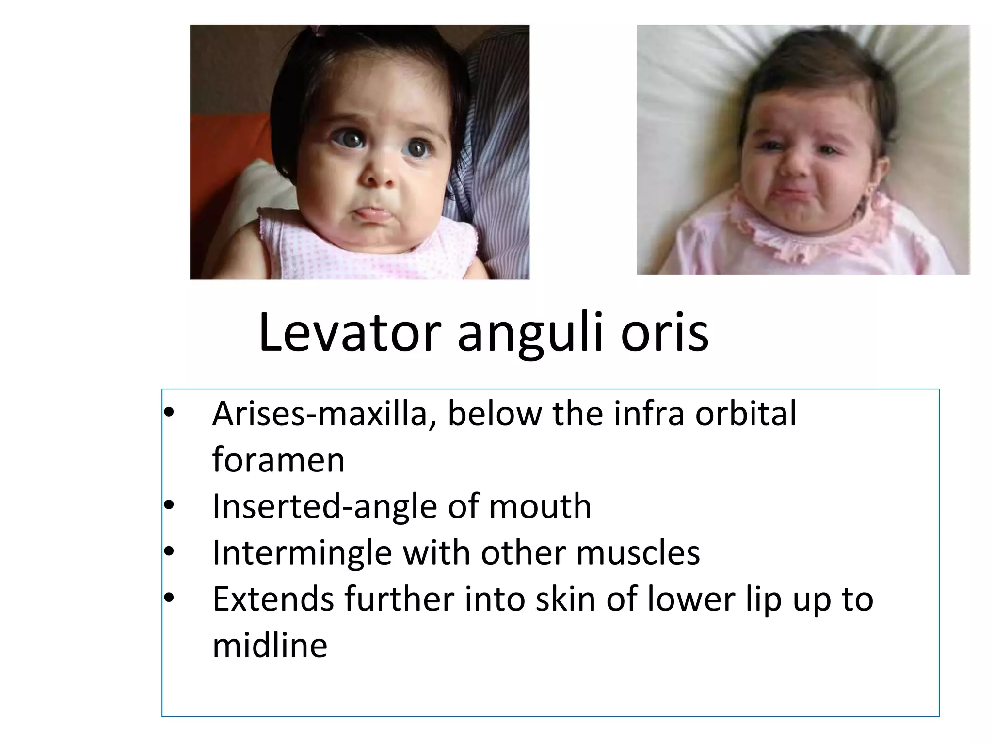 Anatomy- Muscles of Facial expression | PPTX