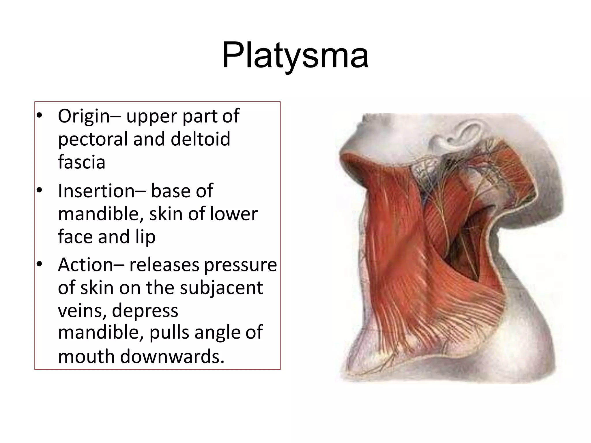 Anatomy- Muscles of Facial expression | PPTX