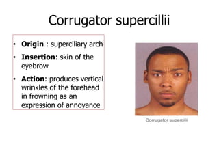 Anatomy- Muscles of Facial expression | PPTX