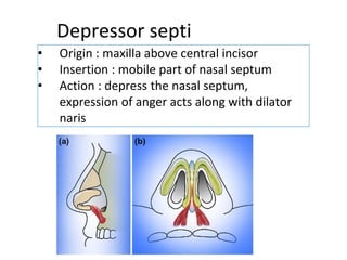 Anatomy- Muscles of Facial expression | PPTX