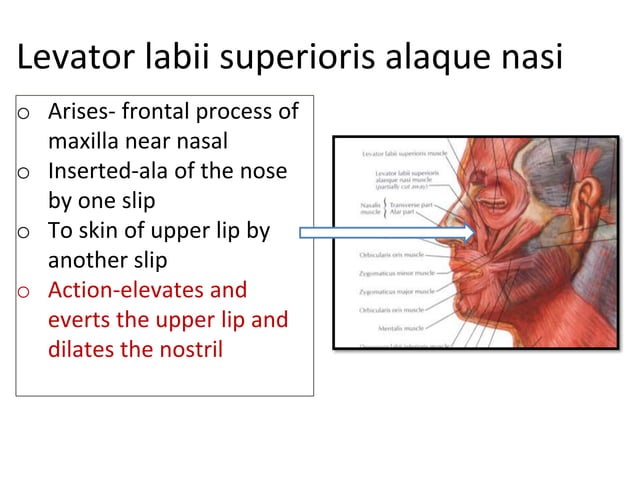 Anatomy- Muscles of Facial expression | PPTX