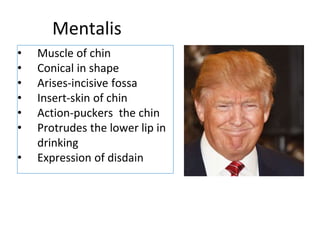 Anatomy- Muscles of Facial expression | PPTX