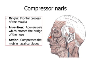 Compressor Naris