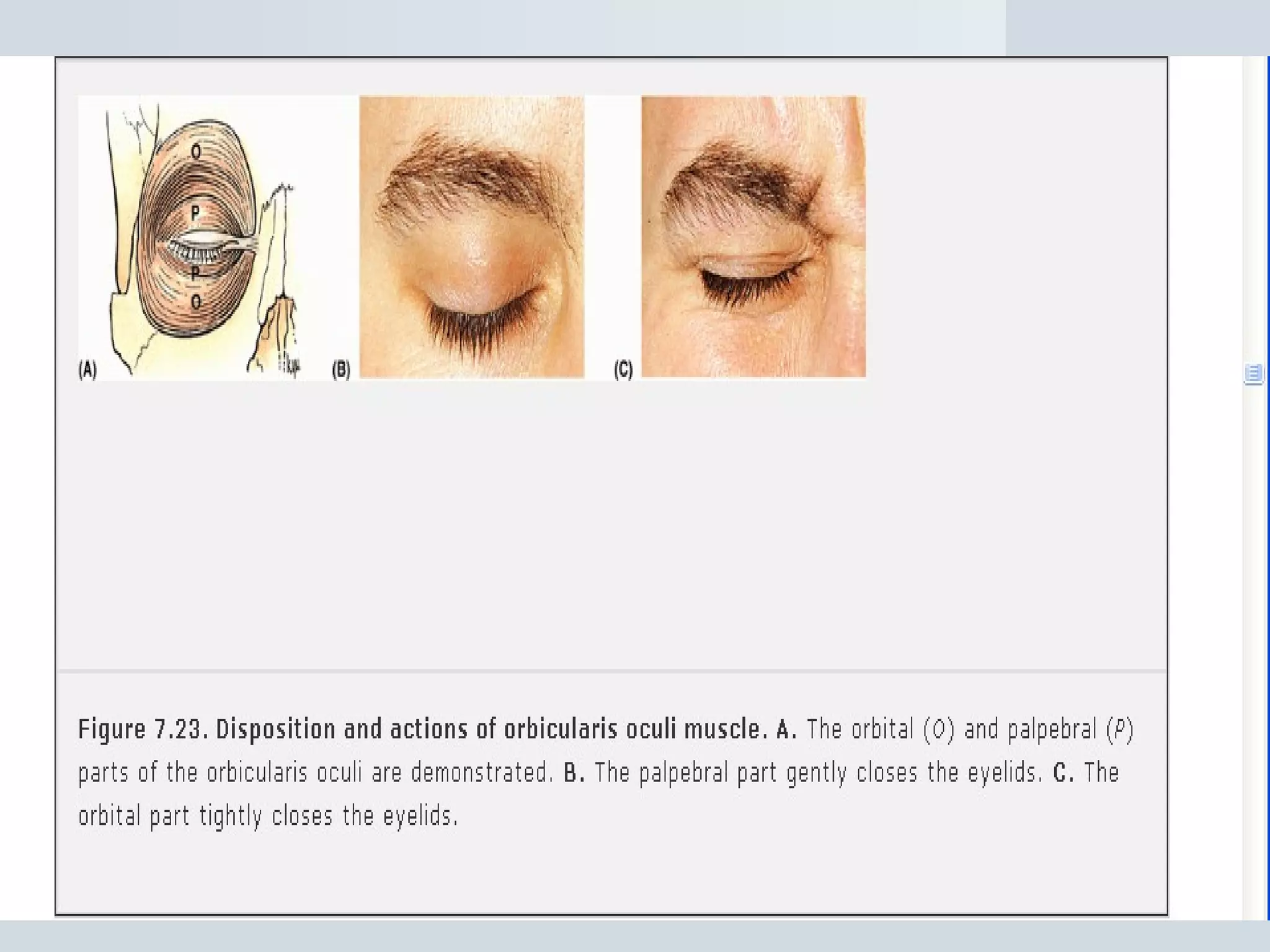 Anatomy of Face and scalp | PPT