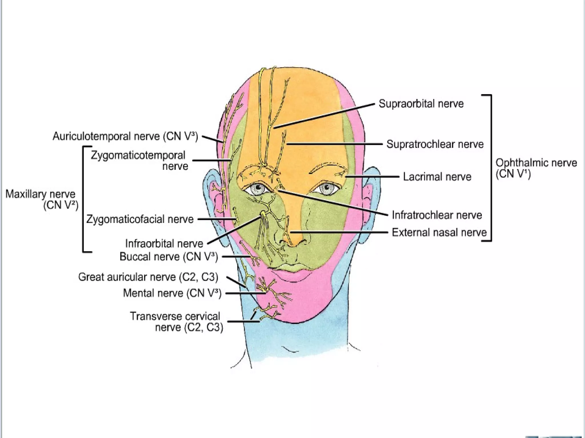 Anatomy of Face and scalp | PPT