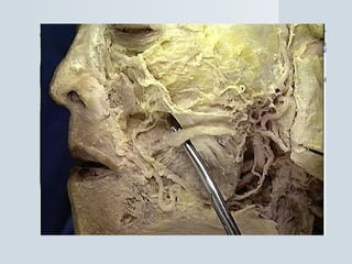 Anatomy of Face and scalp | PPT