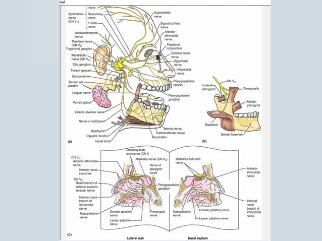 Anatomy of Face and scalp | PPT