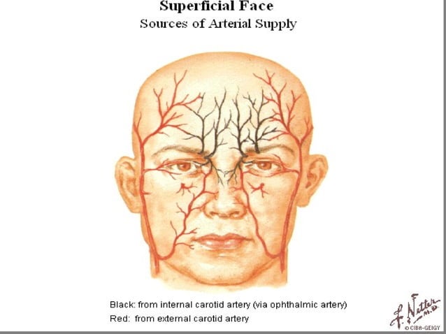 Anatomy of Face and scalp | PPT