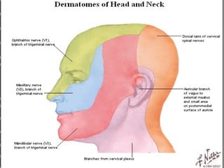 Dermatomes Face