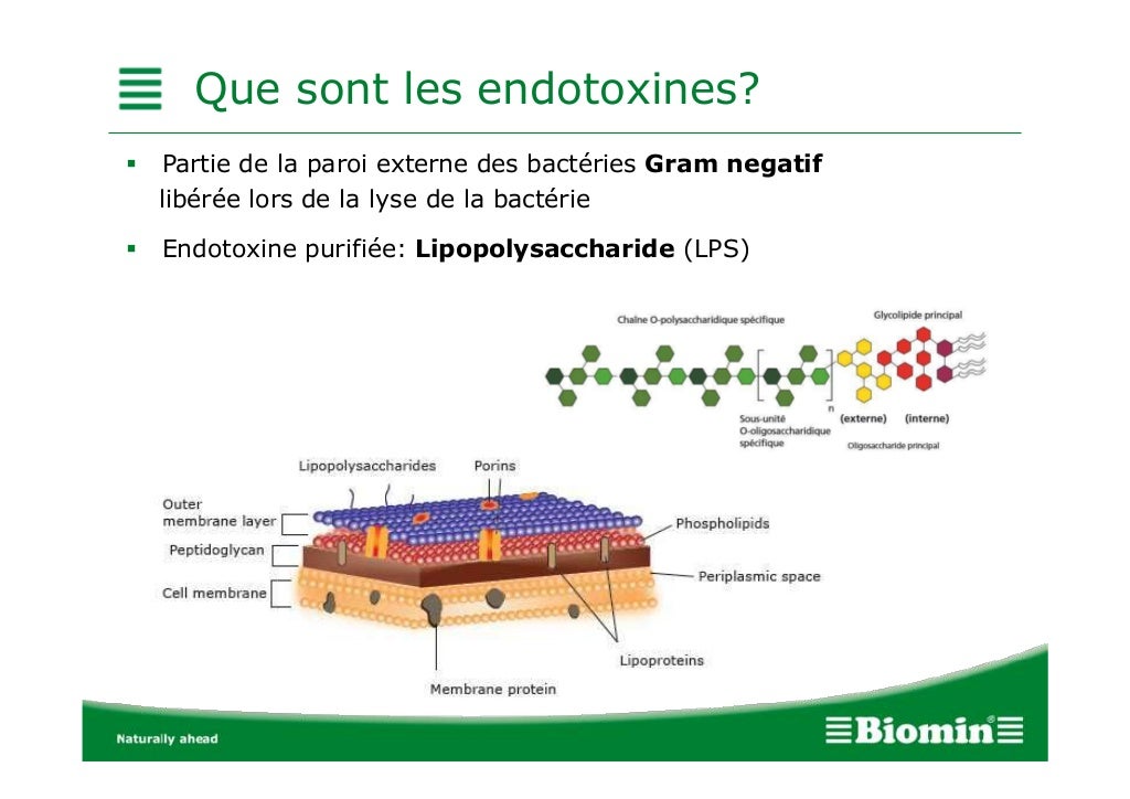 Les endotoxines
