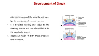 Face dev | PPTX | Pregnancy | Reproductive Health