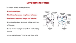 Face dev | PPTX | Pregnancy | Reproductive Health