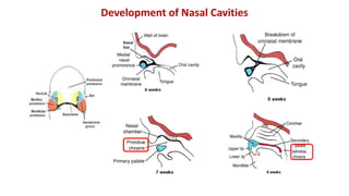 Face dev | PPTX | Pregnancy | Reproductive Health