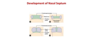 Face dev | PPTX | Pregnancy | Reproductive Health