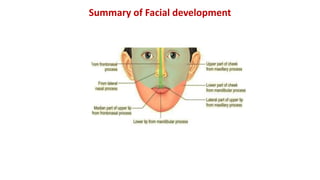 Face dev | PPTX | Pregnancy | Reproductive Health