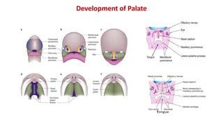 Face dev | PPTX | Pregnancy | Reproductive Health