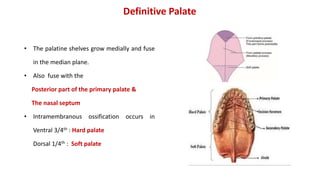 Face dev | PPTX | Pregnancy | Reproductive Health