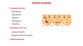 Face dev | PPTX | Pregnancy | Reproductive Health