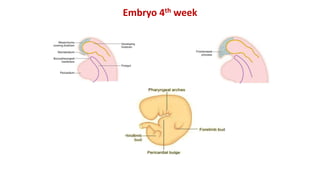 Face dev | PPTX | Pregnancy | Reproductive Health