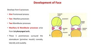 Face dev | PPTX | Pregnancy | Reproductive Health