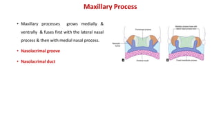 Face dev | PPTX | Pregnancy | Reproductive Health