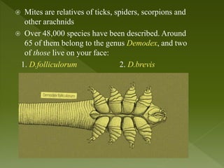 Face Mites - Demodex | PPTX