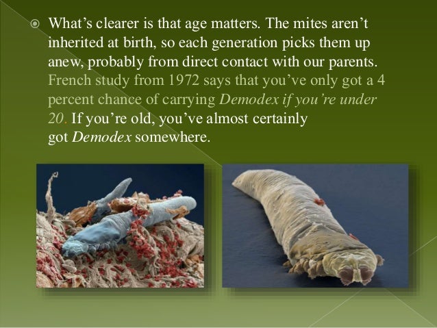 Face Mites - Demodex