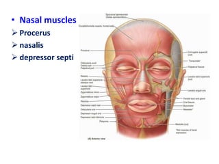 FACE MUSCLES | PPTX