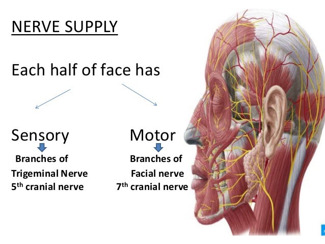 Face nerve &_vessels_(2)_(0)[1]