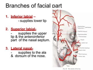 Facenervevessels dr.Meher | PPT